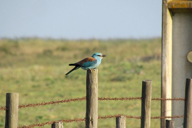 Laid-back birdwatching week - What Sets This Tour Apart?