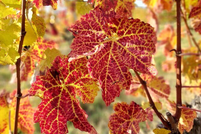 Lake Balaton private wine tasting and sightseeing from Budapest - Transportation and Comfort