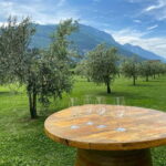 Lake Garda: Winery Visit with Wine and Olive Oil Tasting - Final Thoughts