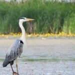 Lake Tisza: Boat trip in the Bird Paradise - Why a Boat Trip?