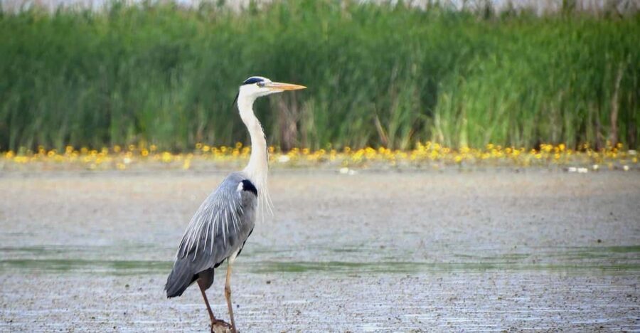 Lake Tisza: Boat trip in the Bird Paradise - Why a Boat Trip?