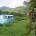 Landau: Tour in a vintage VW bus through the Palatinate wine country - The Experience of Riding in a Vintage VW