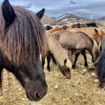 Landmannalaugar Jeep Tour - Transportation and Comfort