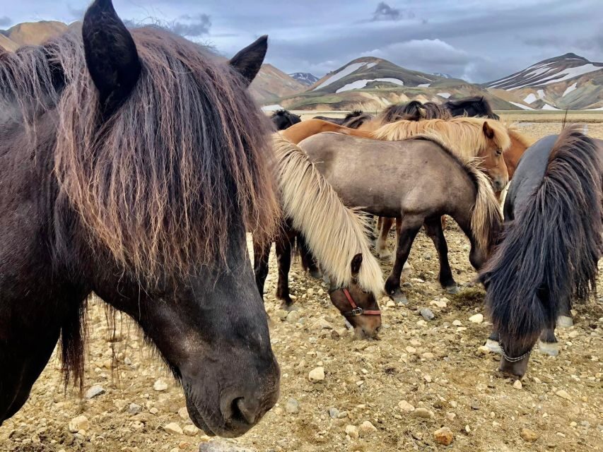 Landmannalaugar Jeep Tour - Transportation and Comfort