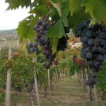 Langhe: grape seasons. Winery and vineyard tour with tasting - The Practical Details
