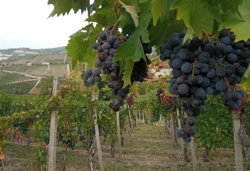 Langhe: grape seasons. Winery and vineyard tour with tasting - The Practical Details