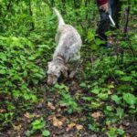 Langhe: Truffle Hunt and Wine-Tasting in a Cellar - What We Love About This Tour