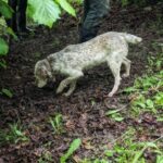 Langhe: Truffle Hunt with Local Trifulau and Dog - A Deep Dive into the Experience