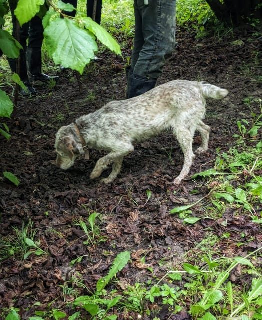 Langhe: Truffle Hunt with Local Trifulau and Dog - A Deep Dive into the Experience