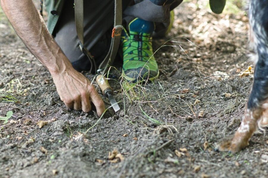 Langhe: Truffle Hunting Experience - Authenticity and Reviews