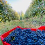 Langhe Wine tour with a Winemaker - Final Thoughts