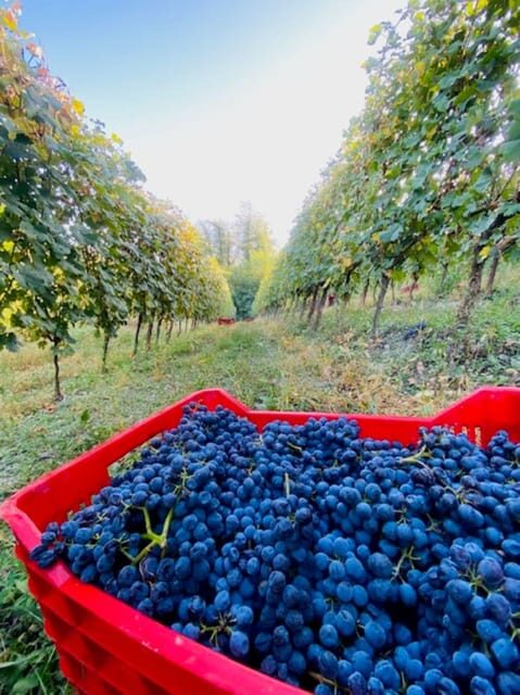 Langhe Wine tour with a Winemaker - Final Thoughts