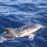 Lanzarote: 2.5-Hour Sunset and Dolphins Cruise - The Sum Up