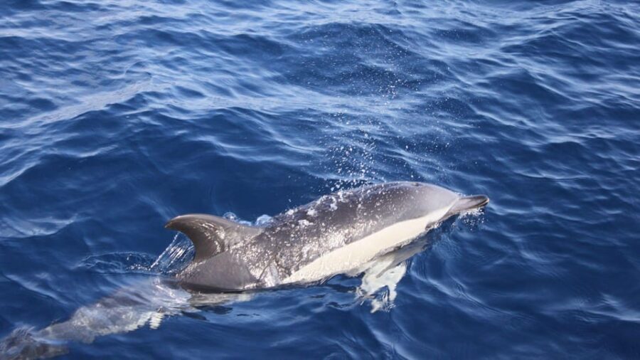 Lanzarote: 2.5-Hour Sunset and Dolphins Cruise - The Sum Up