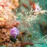 Lanzarote: 2-Dive Package for Certified Divers - What to Expect During Your Dive Day