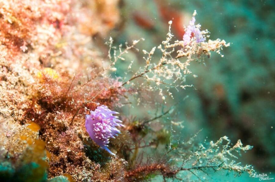 Lanzarote: 2-Dive Package for Certified Divers - What to Expect During Your Dive Day