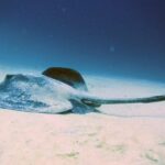 Lanzarote: 2 Guided Dives (Certified Divers Only) - An In-Depth Look at the Lanzarote Dive Tour