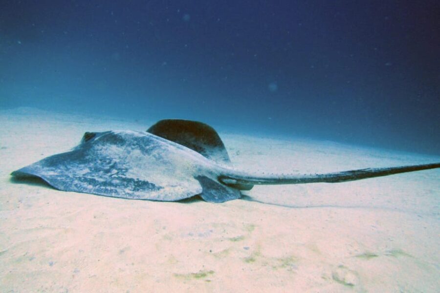 Lanzarote: 2 Guided Dives (Certified Divers Only) - An In-Depth Look at the Lanzarote Dive Tour