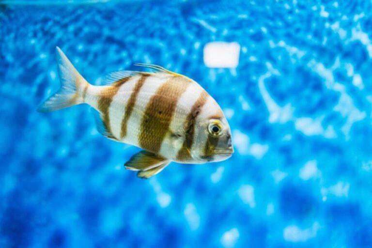 Lanzarote: Aquarium Entry Ticket - Practical Tips for Visiting