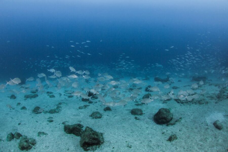 Lanzarote: Beginner Scuba Diving from the Beach - Detailed Breakdown of the Itinerary