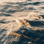 Lanzarote: Dolphin-Watching Sunset Cruise with Transfers - Who Should Consider This Cruise?