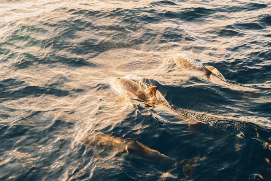 Lanzarote: Dolphin-Watching Sunset Cruise with Transfers - Who Should Consider This Cruise?