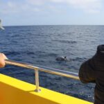Lanzarote: Lobos Island Half-Day Dolphin Watching Trip - A Detailed Look at the Experience