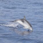 Lanzarote: Sea Safari Experience - The Itinerary