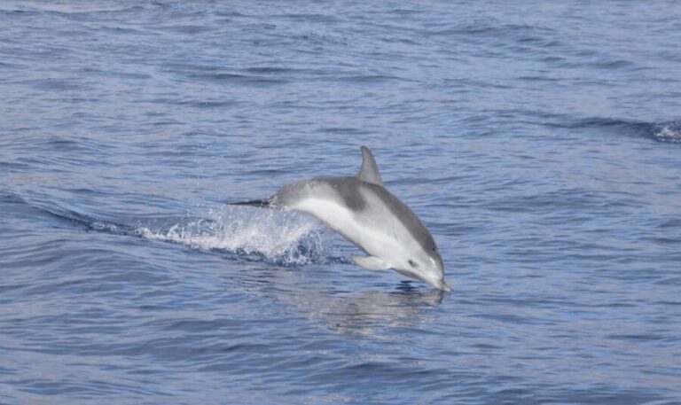 Lanzarote: Sea Safari Experience - The Itinerary