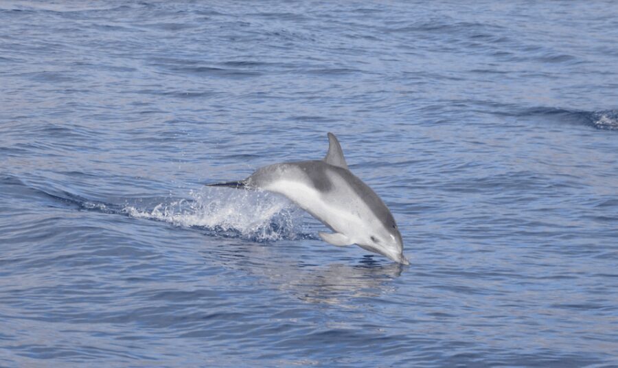 Lanzarote: Sea Safari Experience - The Itinerary