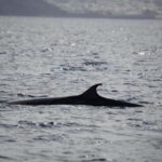 Lanzarote Sunset Experience with dolphin spotting - The Experience in Detail