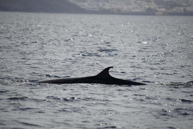 Lanzarote Sunset Experience with dolphin spotting - The Experience in Detail