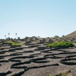 Lanzarote: Timanfaya National Park & La Geria Tour - The Highlight: La Geria and Wine Tasting