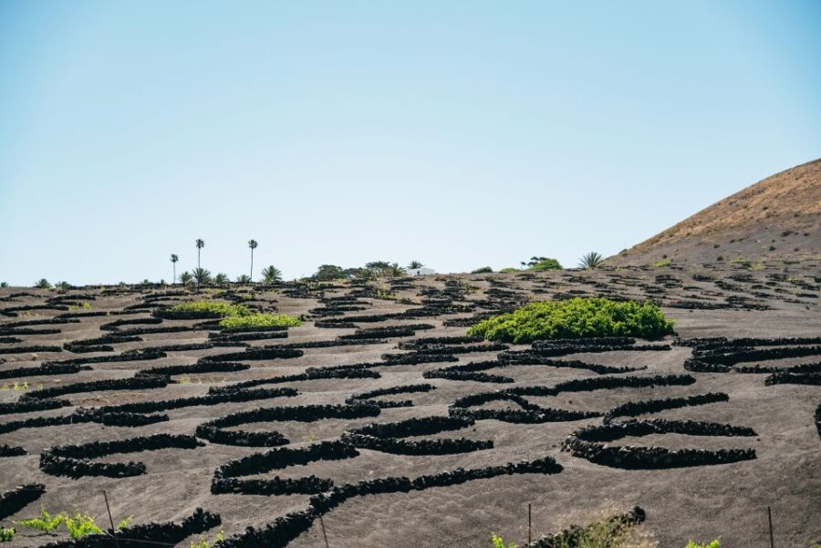 Lanzarote: Timanfaya National Park & La Geria Tour - The Highlight: La Geria and Wine Tasting