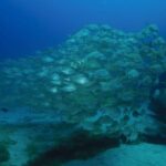 Lanzarote: Try Scuba Diving Experience - What Does the Tour Look Like?