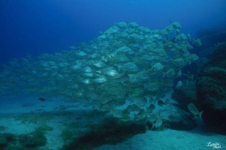 Lanzarote: Try Scuba Diving Experience - What Does the Tour Look Like?