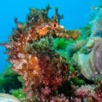 Lanzarote: Try Scuba Diving for Beginners - 2 Dives - Final Word: Is It Worth It?
