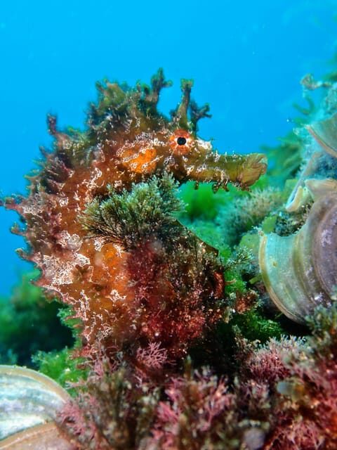 Lanzarote: Try Scuba Diving for Beginners - 2 Dives - Final Word: Is It Worth It?