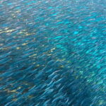 Lanzarote Your First Scuba Diving Experience - An In-Depth Look at Lanzarote’s First Scuba Experience