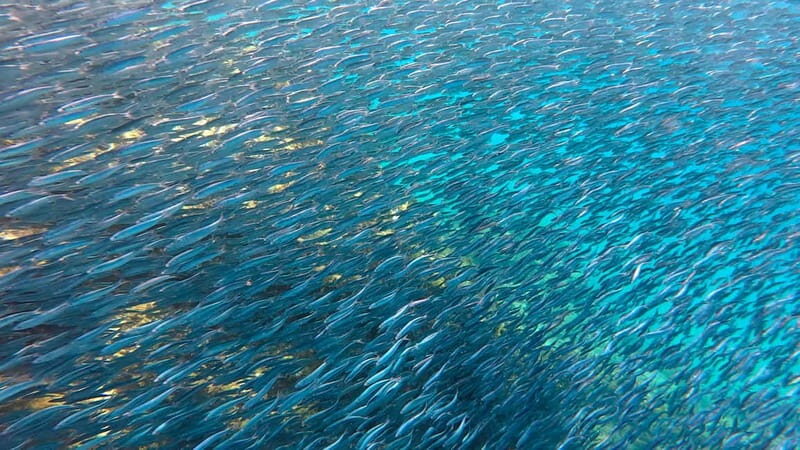 Lanzarote Your First Scuba Diving Experience - An In-Depth Look at Lanzarote’s First Scuba Experience