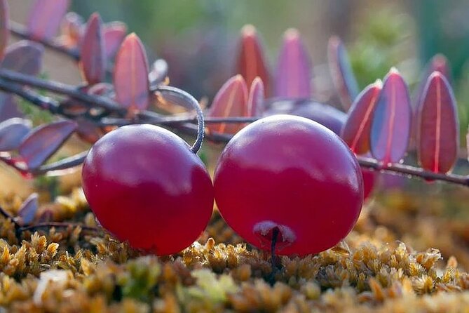Lapland Berry Day Experience - Exploring the Lapland Berry Day Experience: An Authentic Finnish Foraging Adventure