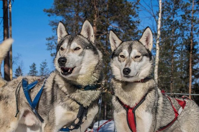 Lapland Reindeer and Husky Safari from Levi - Introduction