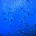 Larnaca: Yellow Submarine Swim Cruise with Unlimited Drinks - Practical Details and Tips