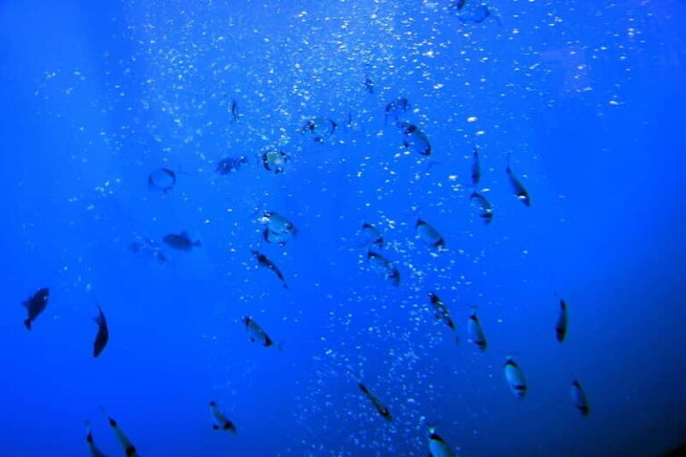 Larnaca: Yellow Submarine Swim Cruise with Unlimited Drinks - Practical Details and Tips