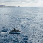 Las Galletas: Whale & Dolphin Tour with Local Skipper - The Sightseeing Experience