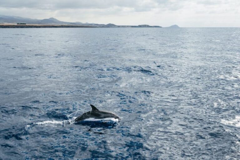 Las Galletas: Whale & Dolphin Tour with Local Skipper - The Sightseeing Experience