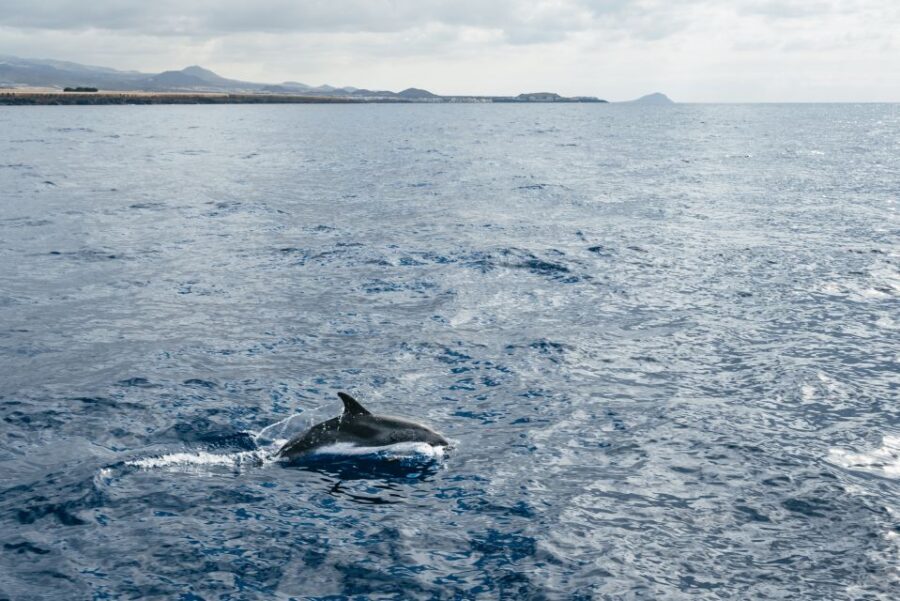 Las Galletas: Whale & Dolphin Tour with Local Skipper - The Sightseeing Experience