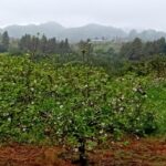 Laurisilva Forest: Hiking and Canarian cider tasting - Final thoughts