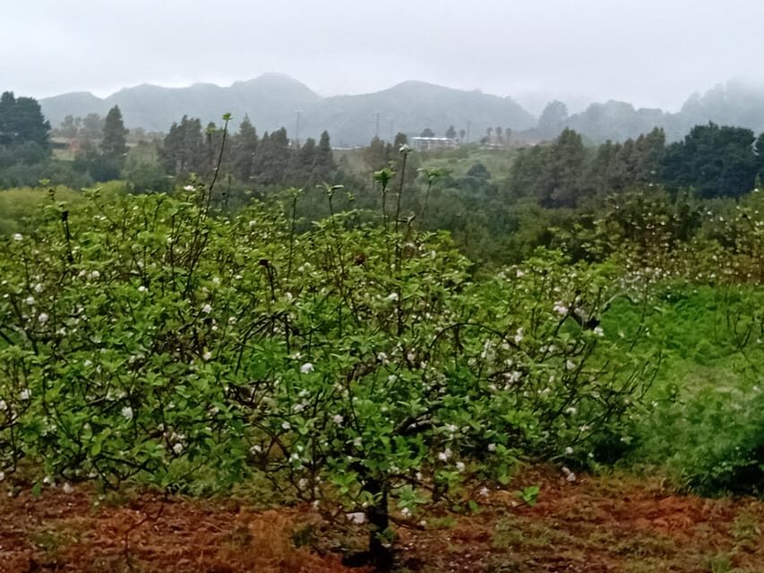 Laurisilva Forest: Hiking and Canarian cider tasting - Final thoughts
