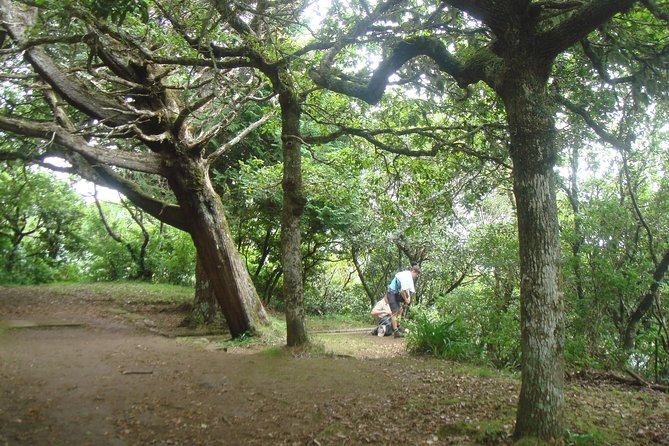 Laurissilva Forest Walk - Key Points